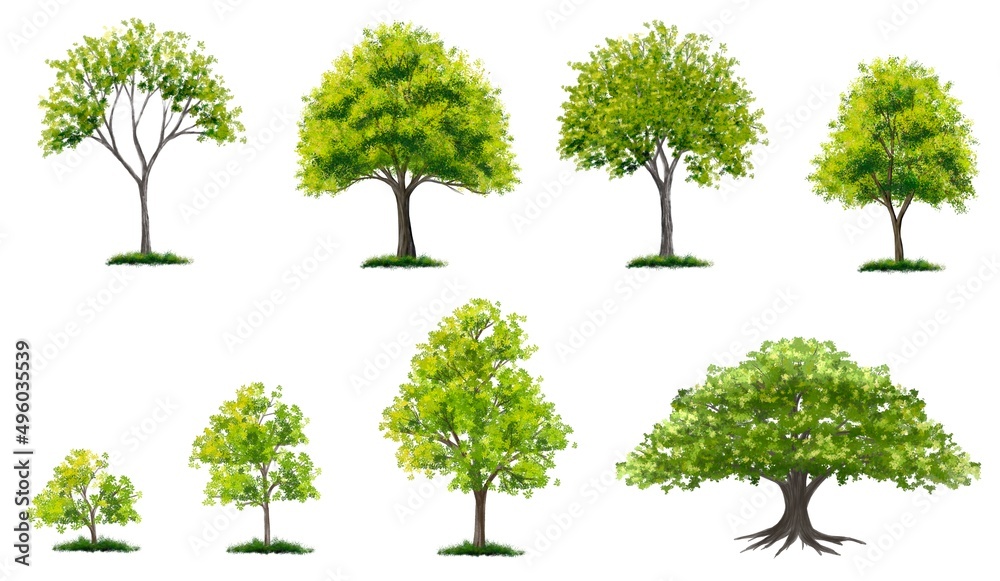 Watercolor Set of tree side view isolated on white background for ...