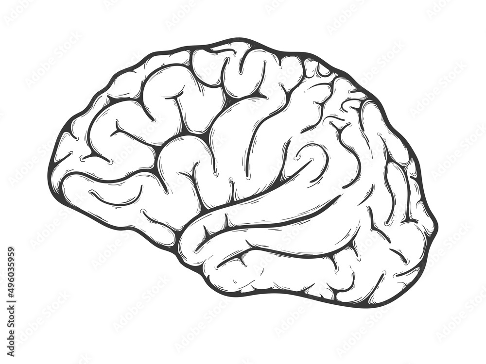 Human brain side view. Vector illustration in sketch style Stock Vector ... Human brain side view. Vector illustration in sketch style Stock Vector ...