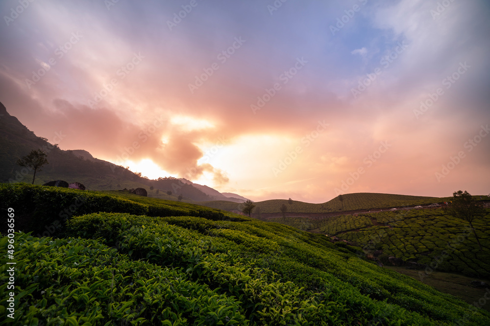 Munnar nature scenery, beautiful sunrise view over the tea plantation ...