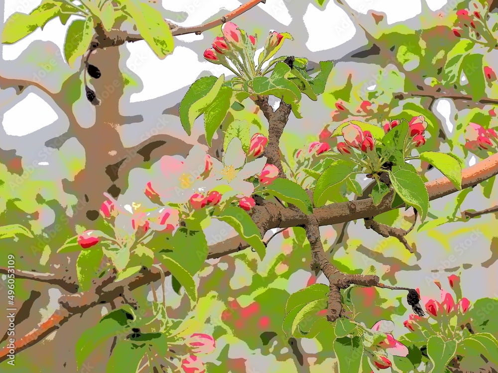 flor de manzano, árbol productor de la manzana roja, brotes de color ...