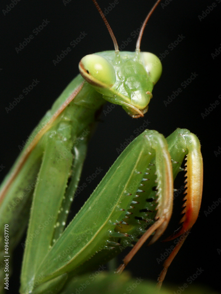 The praying mantis gets its name from the position of its front legs ...