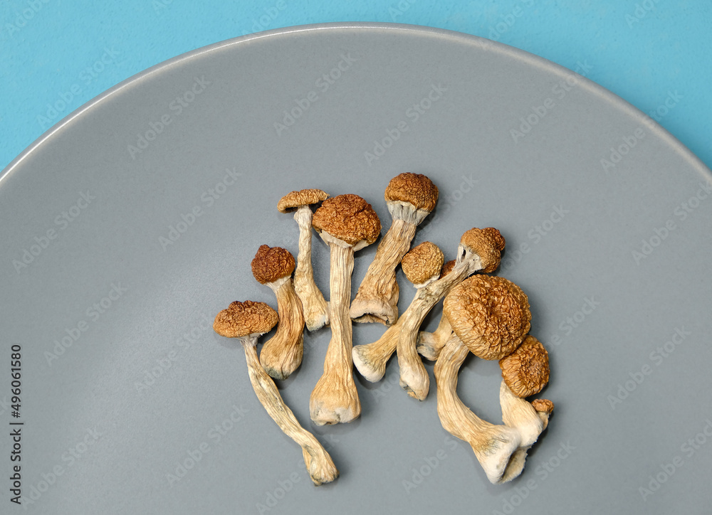 Psilocybe Cubensis mushrooms on a plate, blue layout. Psilocybin ...