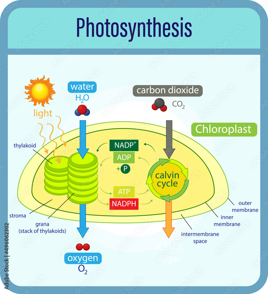 Diagram showing process of photosynthesis with plant and cells Stock ...