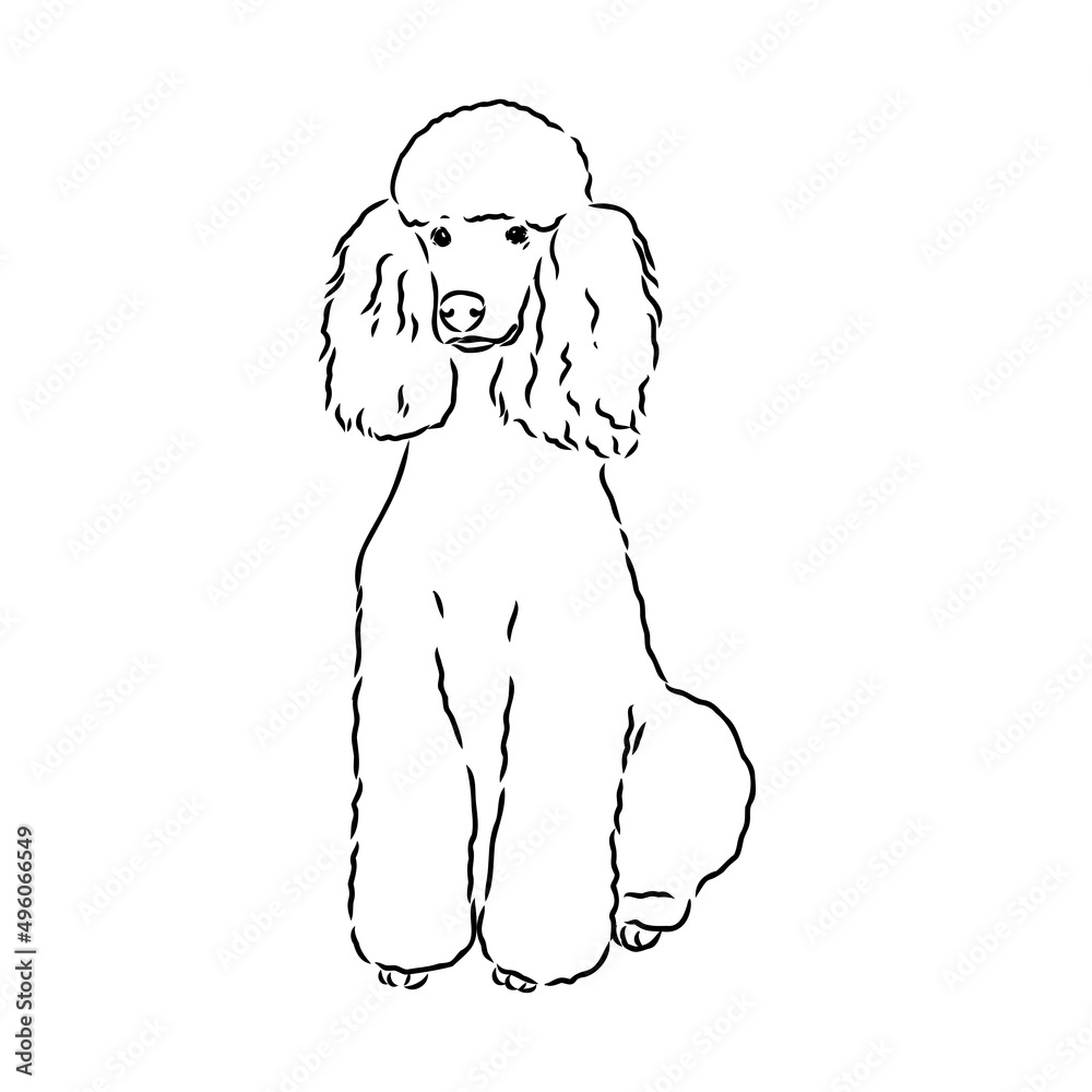 Sketch of poodle. Dog breed. Black outline on transparent background ...