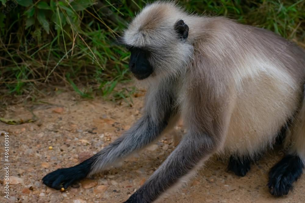 Black monkey sitting inside a dense forest in a village in Rajasthan ...
