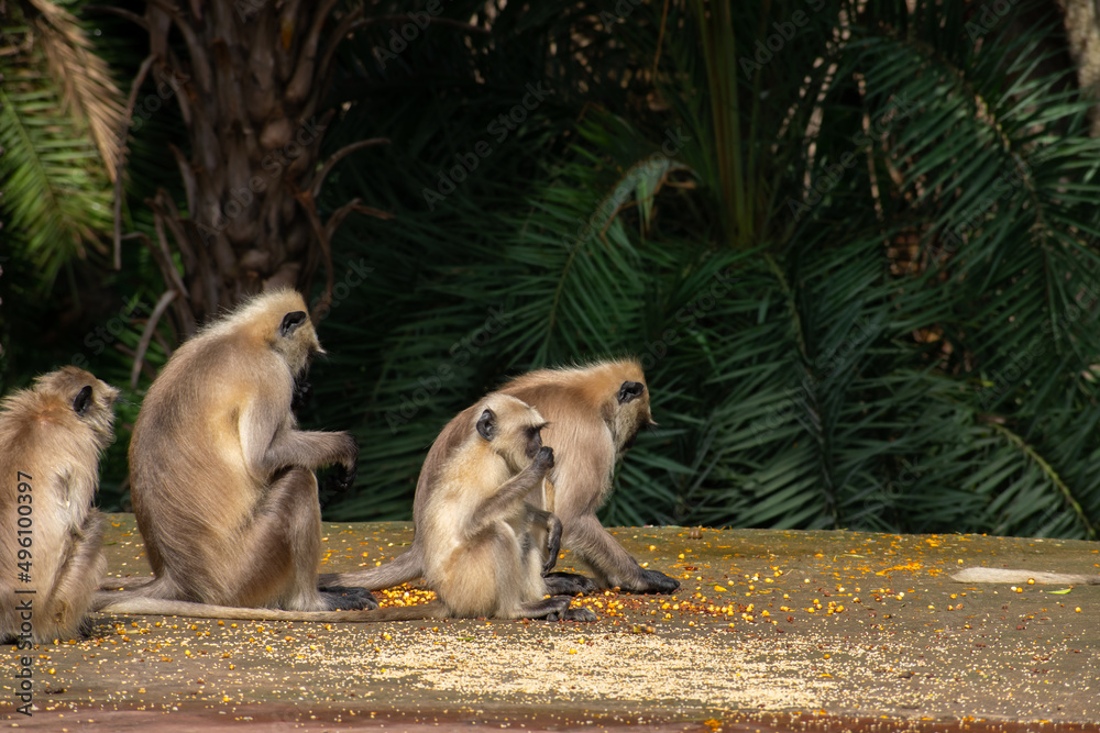 Group of black monkeys sitting inside a dense forest in an indian ...