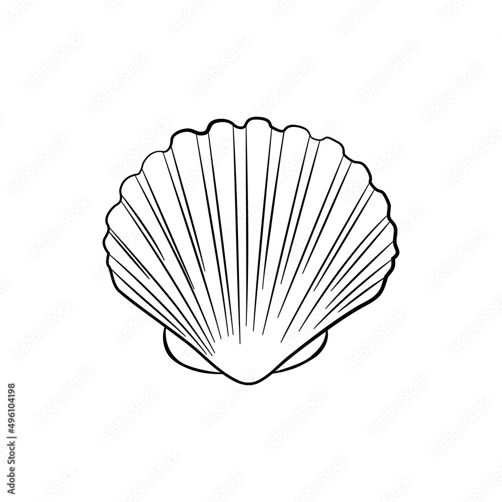 Sea shell, scallop vector sketch illustration. Seashell outline icon ...