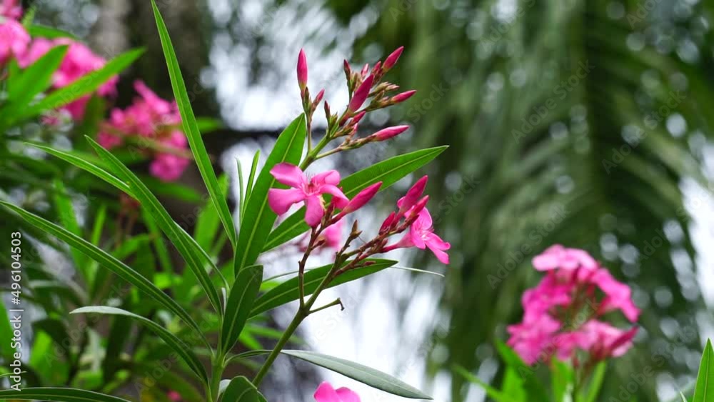 Nerium oleander (also called oleander, nerium, bunga mentega, bunga ...