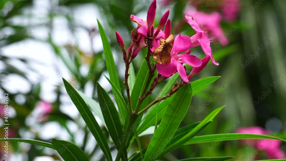 Nerium oleander (also called oleander, nerium, bunga mentega, bunga ...