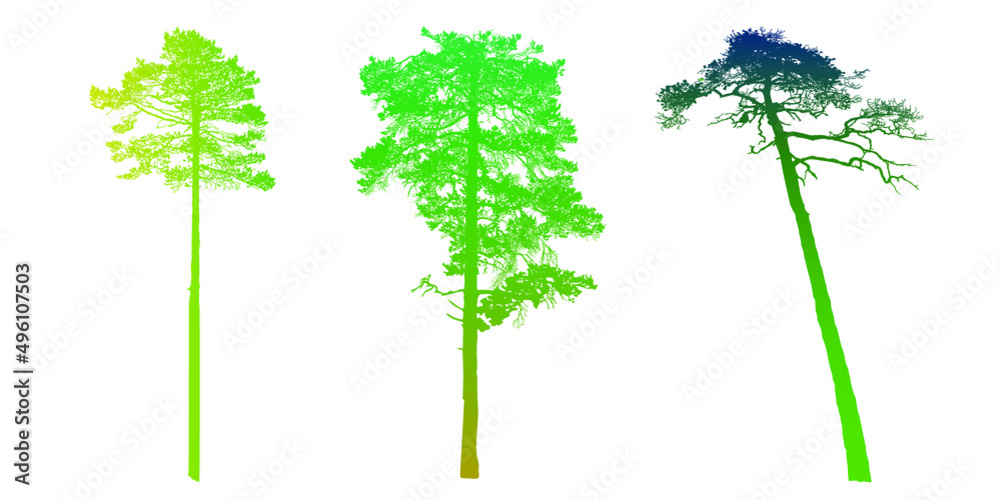 A set of highly detailed silhouettes of pine trees in various stages of ...