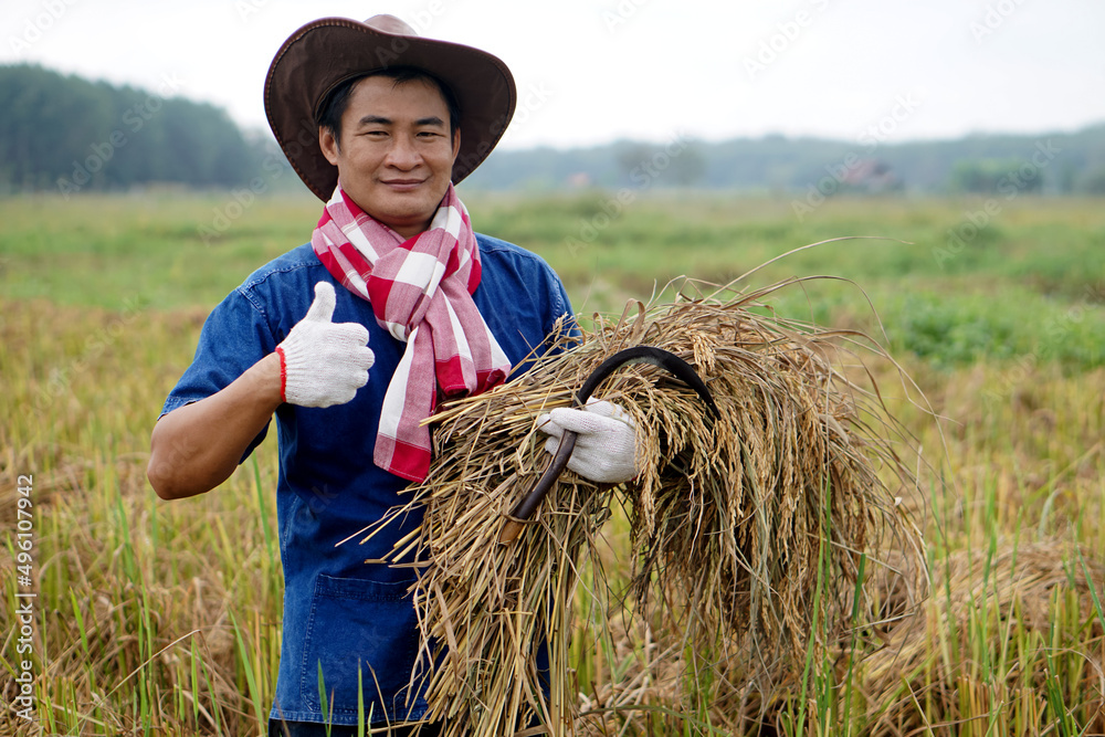 Asian male farmer holds rice grains and sickle at harvested paddy field ...