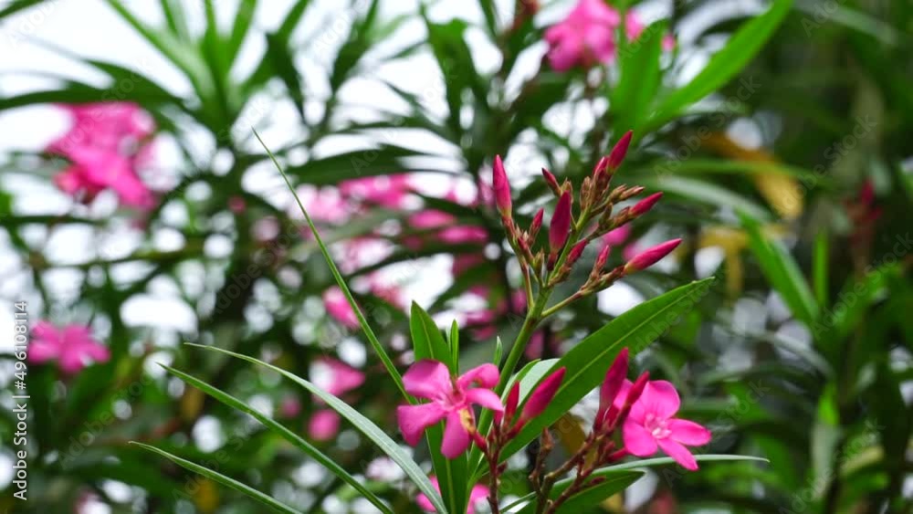 Nerium oleander (also called oleander, nerium, bunga mentega, bunga ...