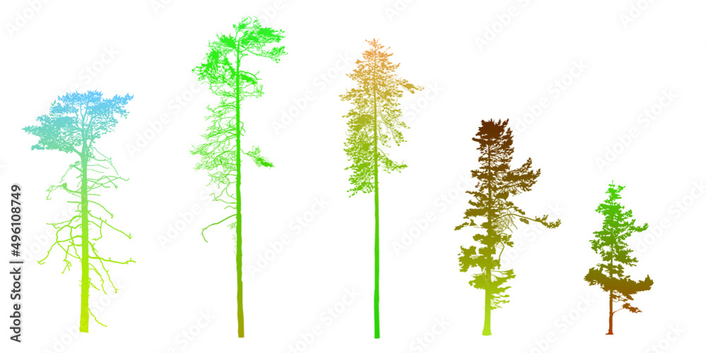 A set of highly detailed silhouettes of pine trees in various stages of ...