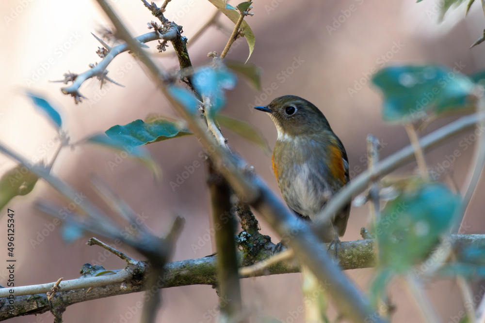 Foto de Female of Himalayan bluetail or Himalayan red-flanked bush ...