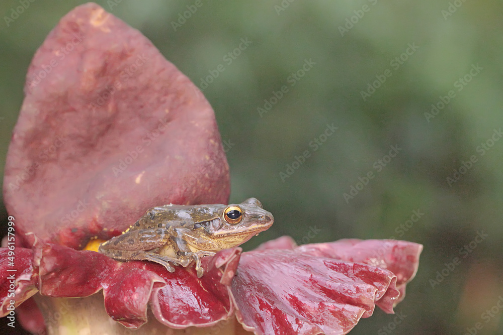 A common tree frog resting on a wild flower. The frog, also known as ...