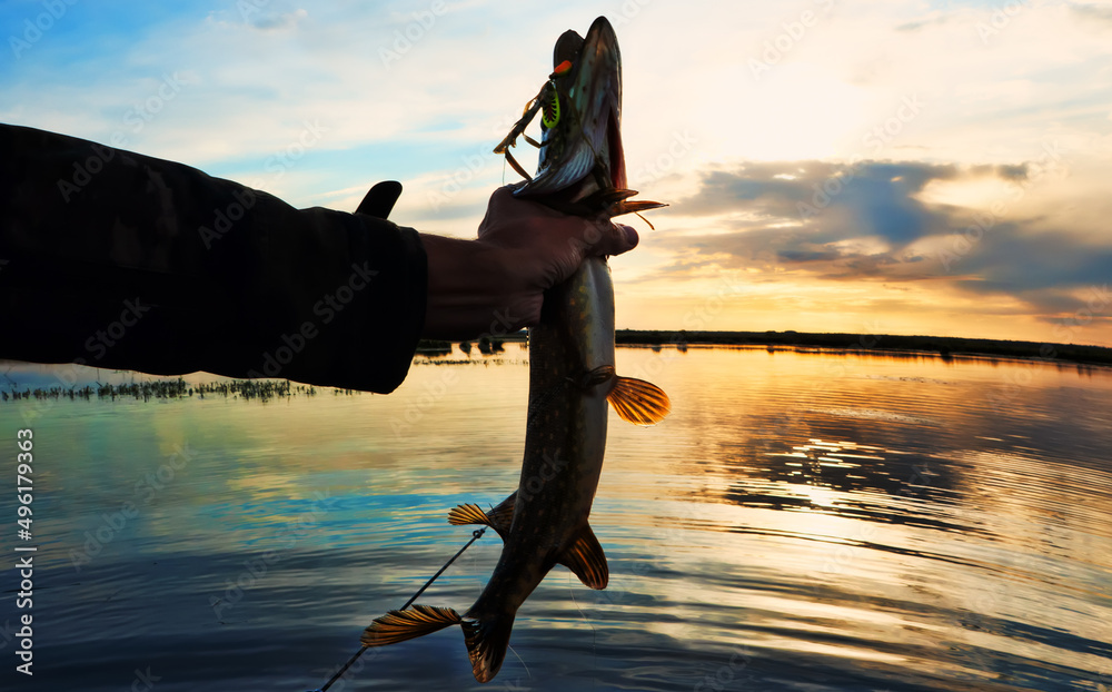 Fishing at sunset. Catching predatory fish on spinning. Sunset colors ...