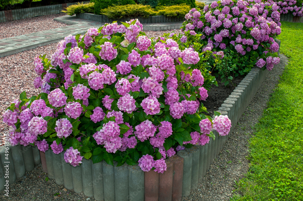 Panorama of hydrangea flowers in a city park. Blue and pink flowers in ...