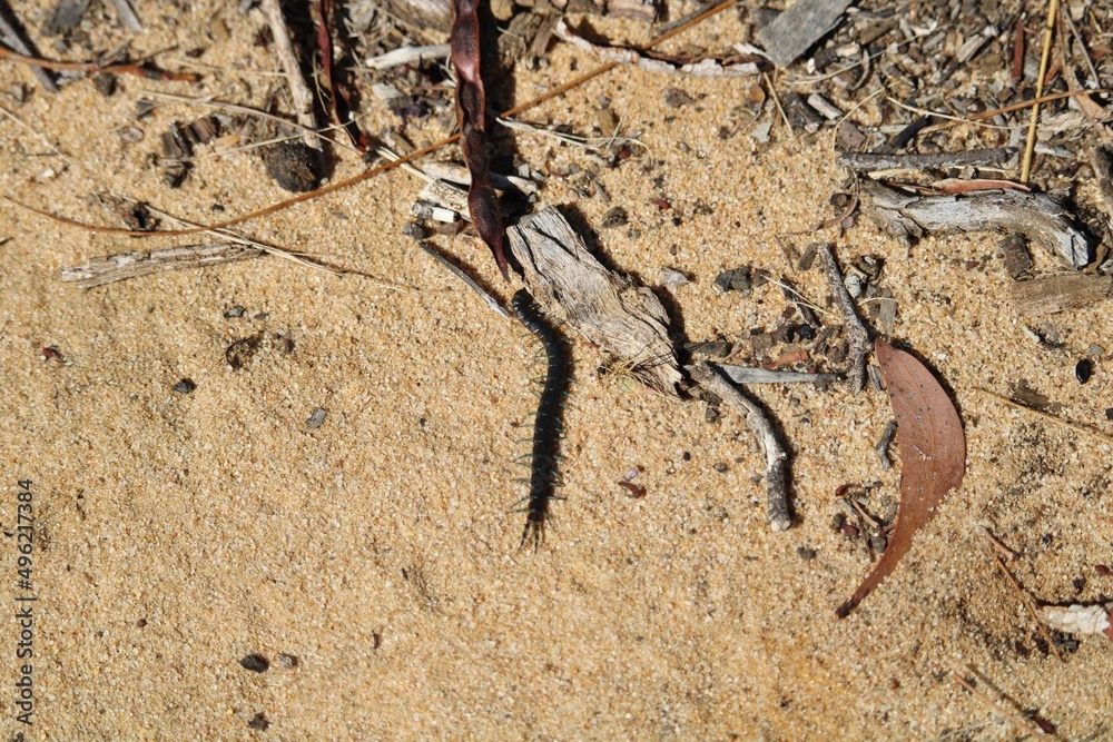 Striped Centipede (Scolopendra laeta) South Australia Stock Photo ...