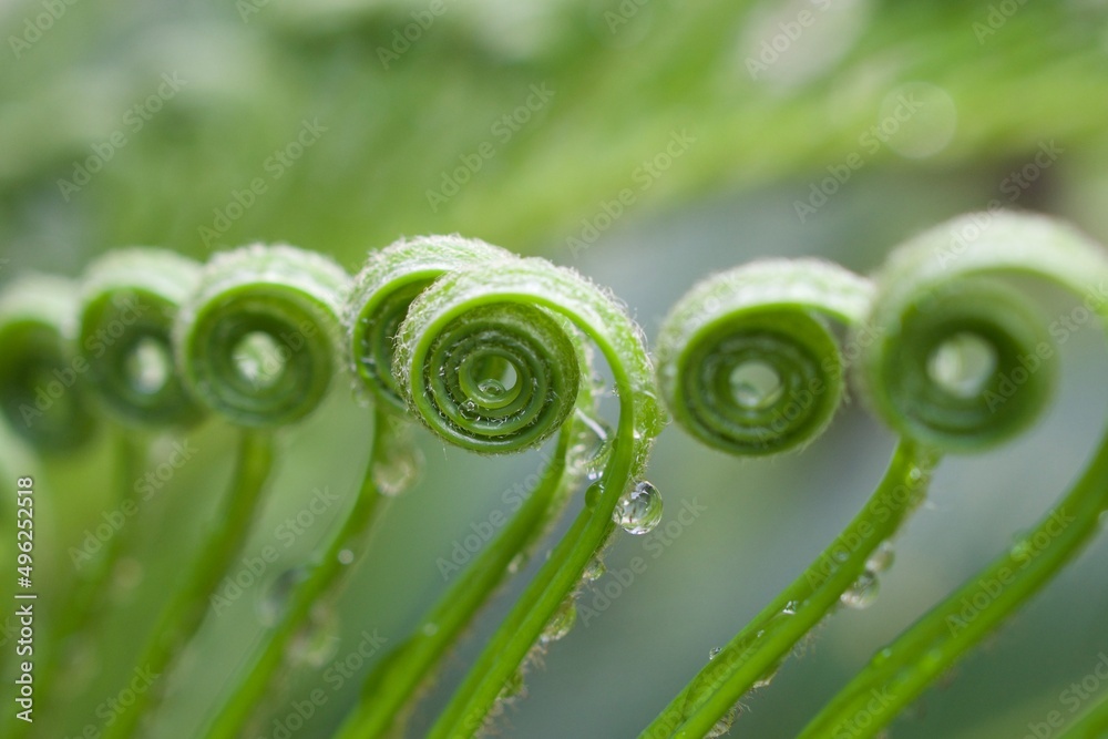 macro green leaves of sago palm tree in spring time ,spiral leaf ,curve young growing leaves ...
