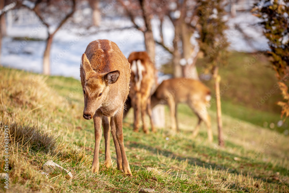 Beautiful spotted deer in the mountains against the background of green ...
