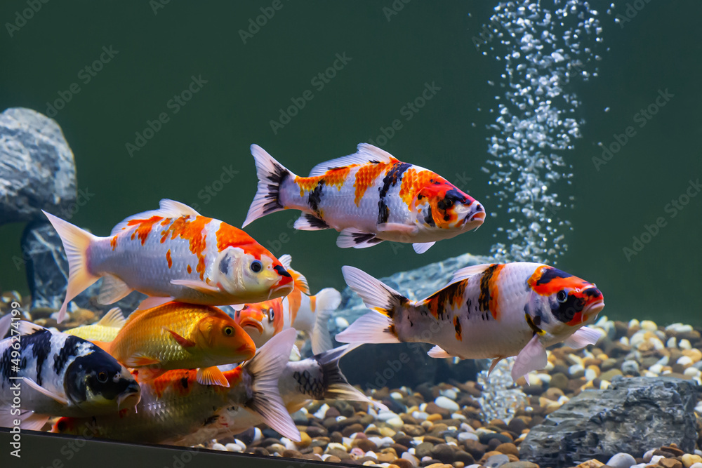 fancy carp (Glass carp, koi) swim in the aquarium. Cyprinus carpio is a ...