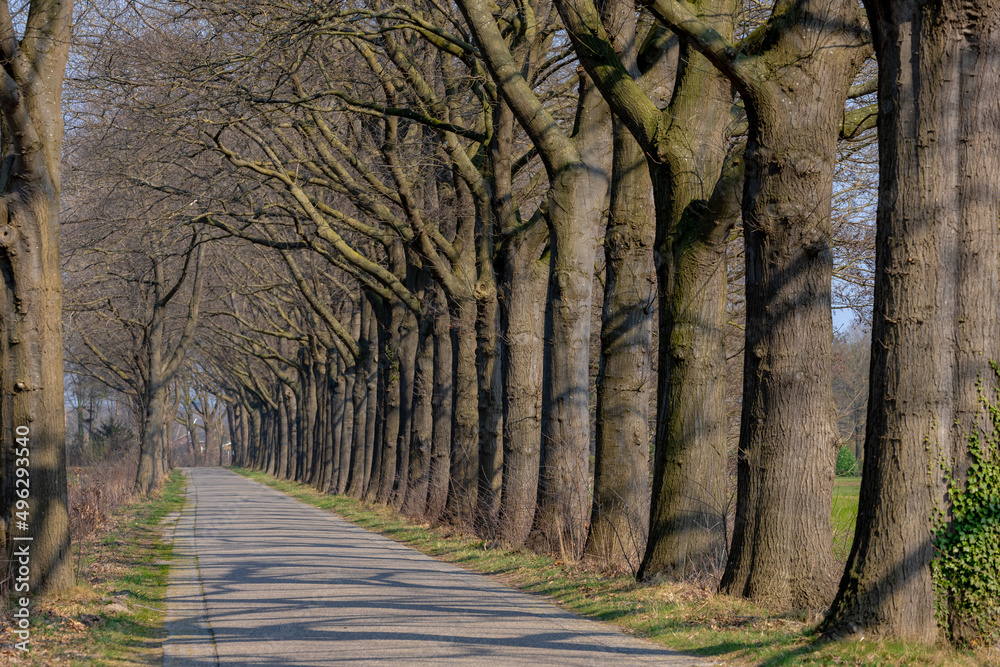 Small street with trees trunk along the way, Spring landscape view with ...