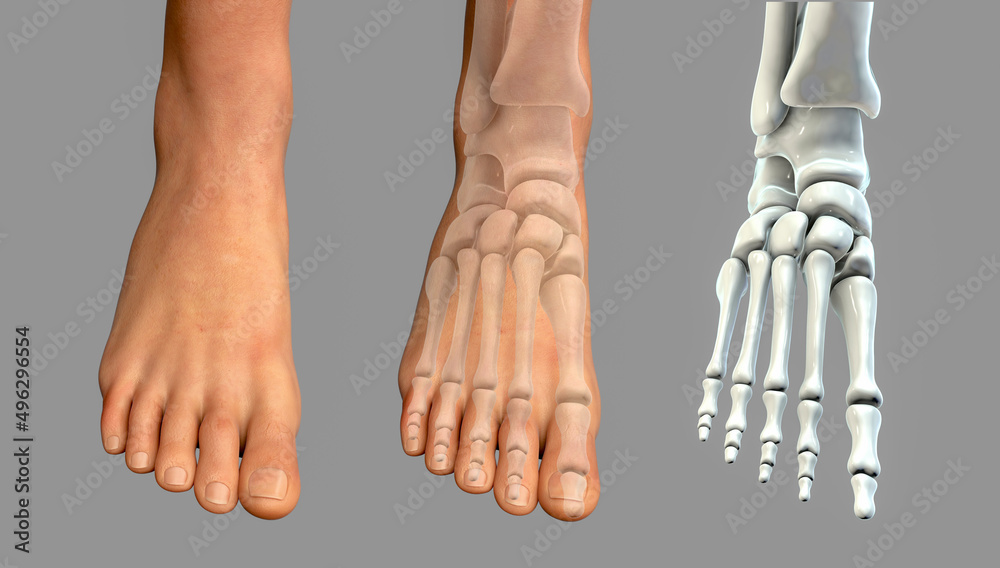 Human foot anatomy isolated on white background Stock Illustration ...
