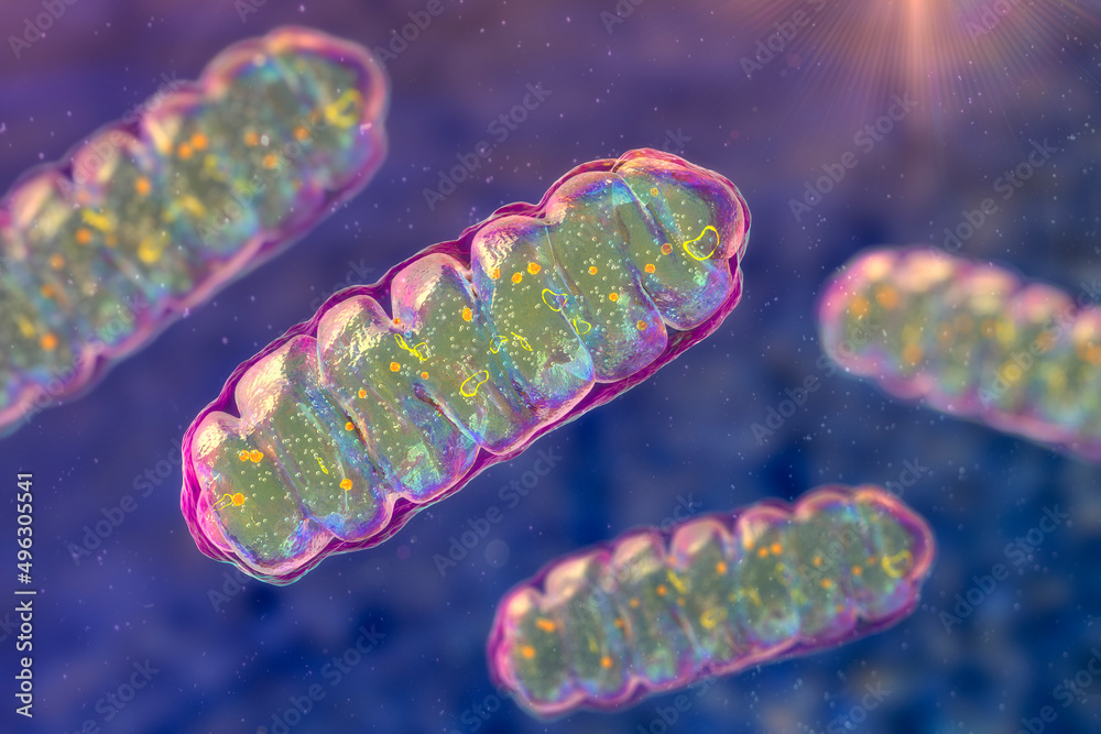 Mitochondria, a membrane-enclosed cellular organelles, which produce ...