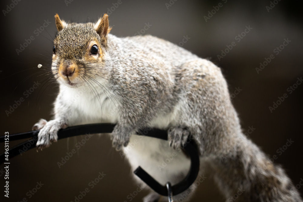 squirrel on a tree Stock Photo | Adobe Stock