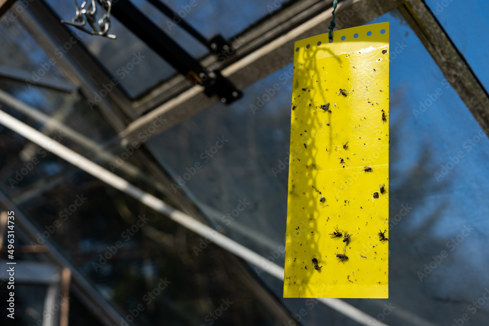 Dead flies stuck on a piece of flypaper hanging from the roof of a ...