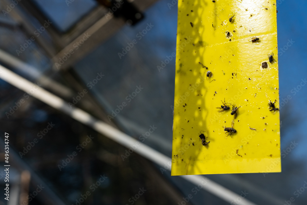 Dead flies stuck on a piece of flypaper hanging from the roof of a ...