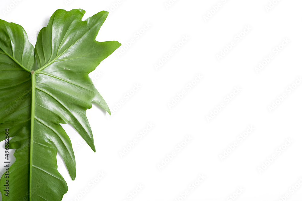 Back of the Philodendron Golden Dragon leaf close up with isolated ...