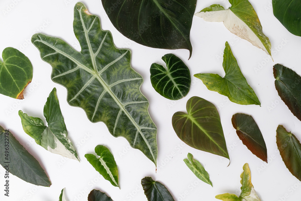 Leaf cutting from various plant arrange neatly with isolated white ...