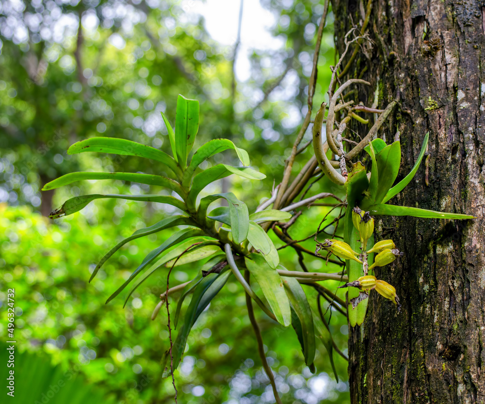 Vanda Orchid planting on a tree in a garden. Stock Photo | Adobe Stock