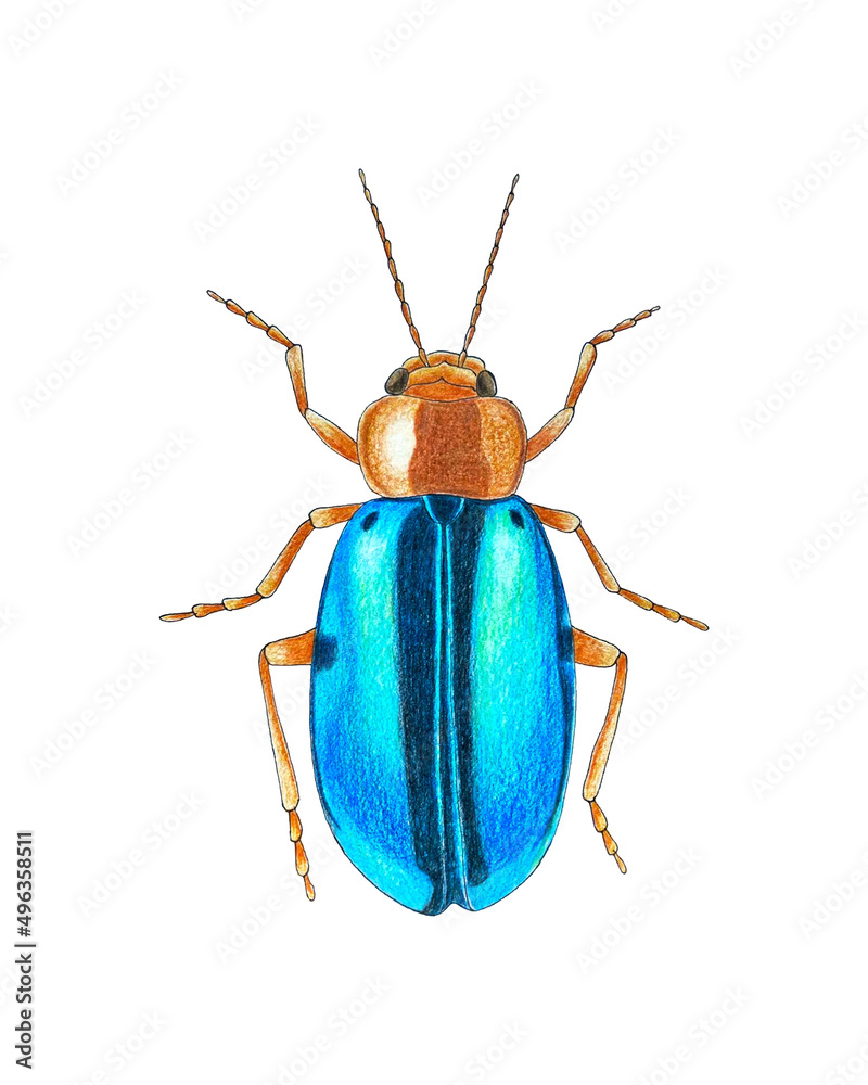 Beetle sketch pencil hand drawing vector. Vector illustration Stock ...