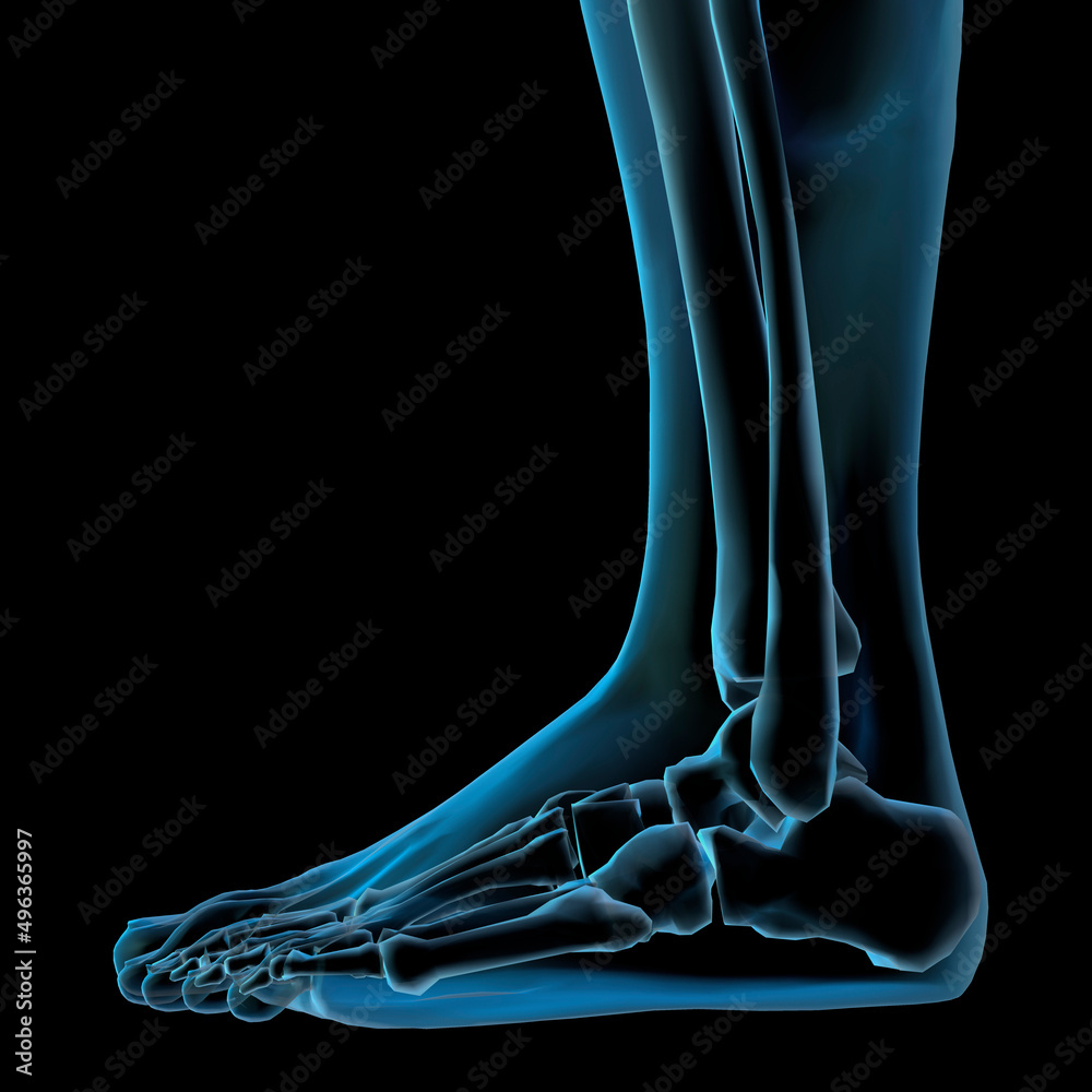 Side profile of an x-ray image of a human leg Stock Illustration ...