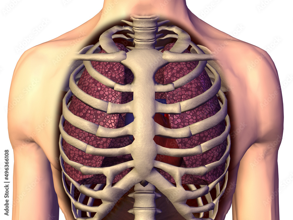 Close-up of a human respiratory system in a rib cage Stock Illustration ...