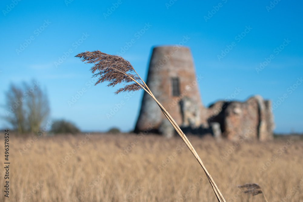 Focus on a single reed, with an out of focus St. Benet's Abbey in the ...