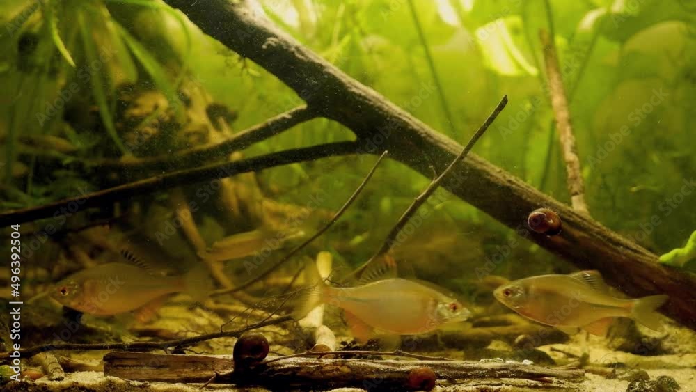 adaptation of European bitterling and sunbleak in planted coldwater ...