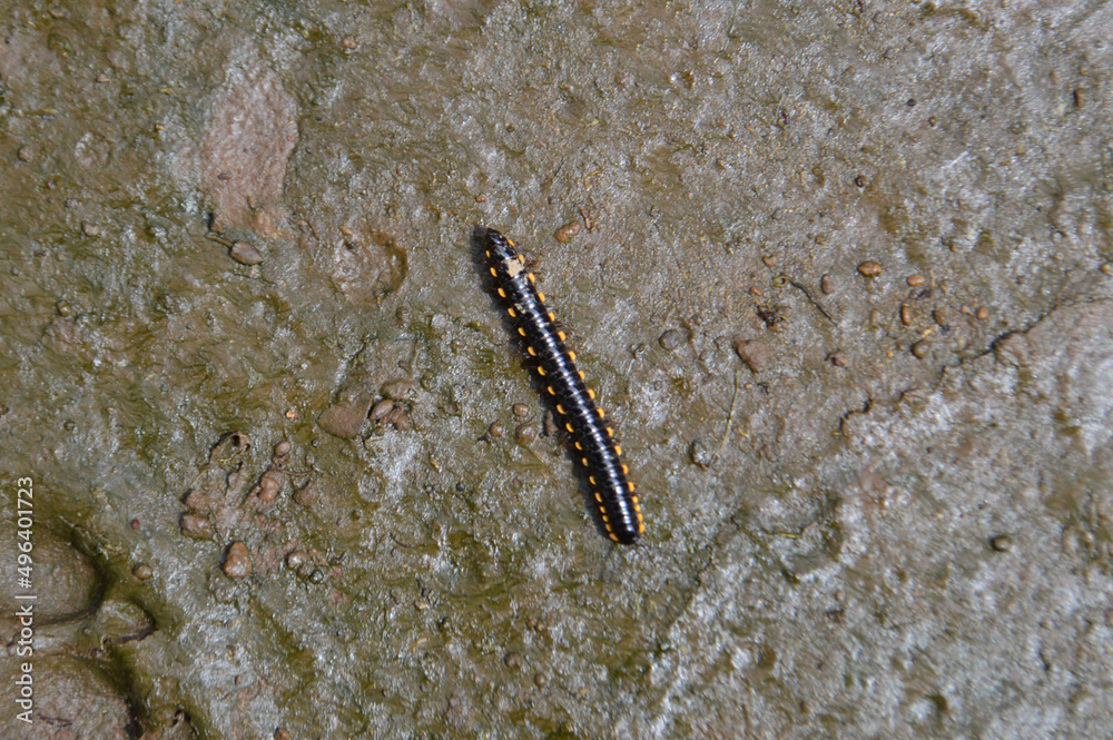 Keluwing Or Spirostreptus Type Of Caterpillar Walking On Mud In Rainy ...