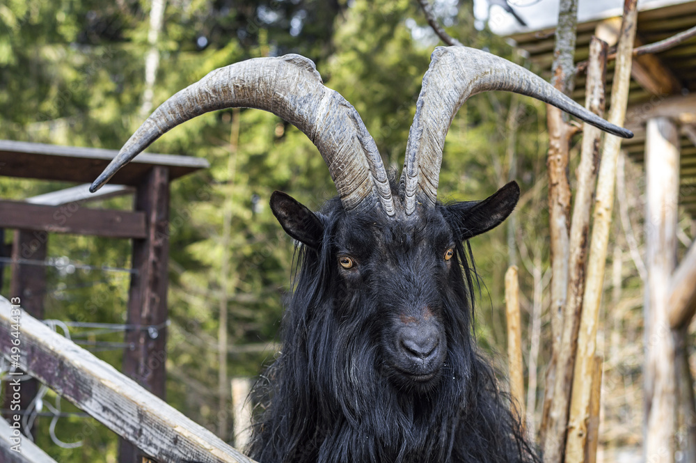 Carpathian Goat