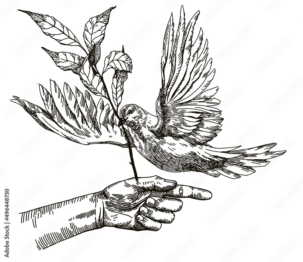 Hand draw illustration, Pigeon of peace with twig. white dove with twig ...