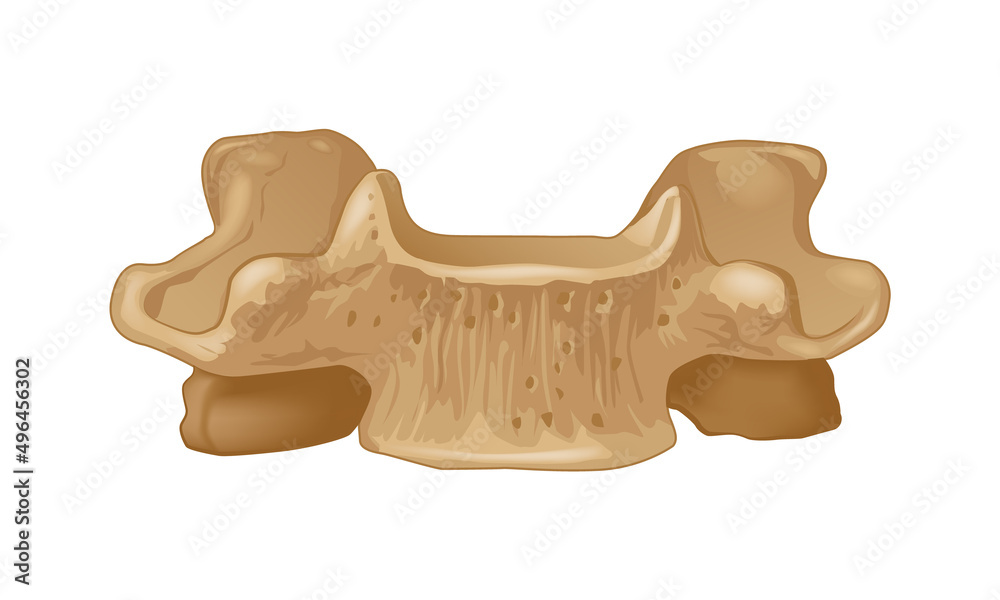 Sixth cervical vertebra. In front. Human anatomy atlas Stock Vector ...