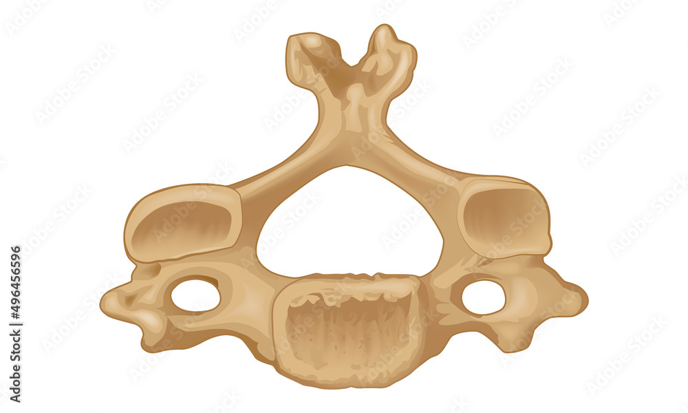 Fourth cervical vertebra. Bottom view. Human anatomy atlas Stock Vector ...