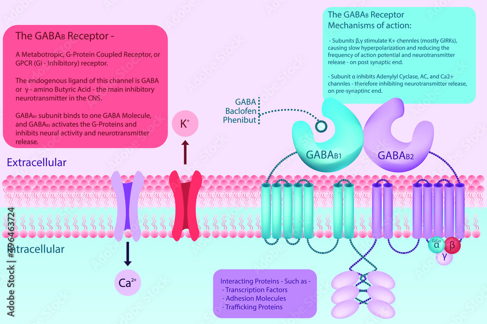 GABA B Receptor Diagram in cell membrane with explanation about binding ...