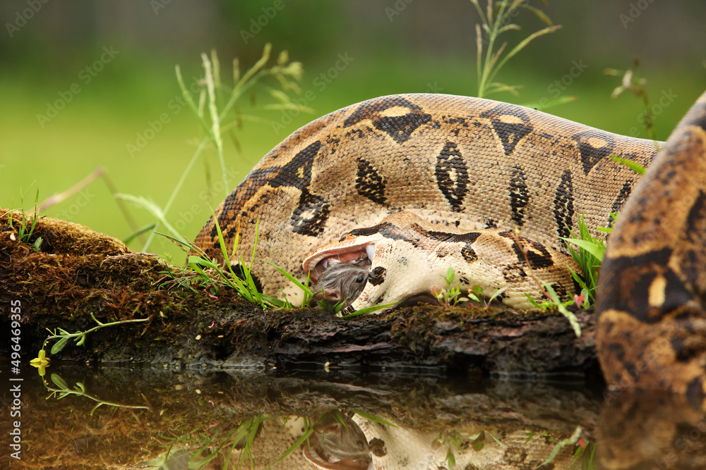 The boa constrictor (Boa constrictor), also called the red-tailed boa ...