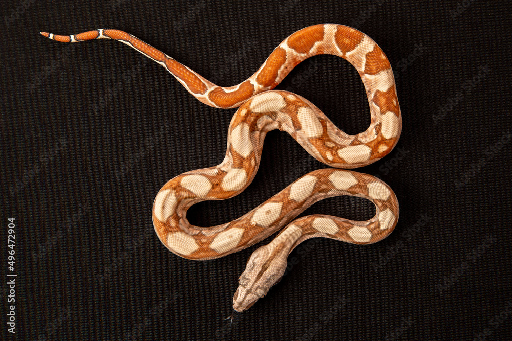 Common boa imperator on black background Stock Photo | Adobe Stock