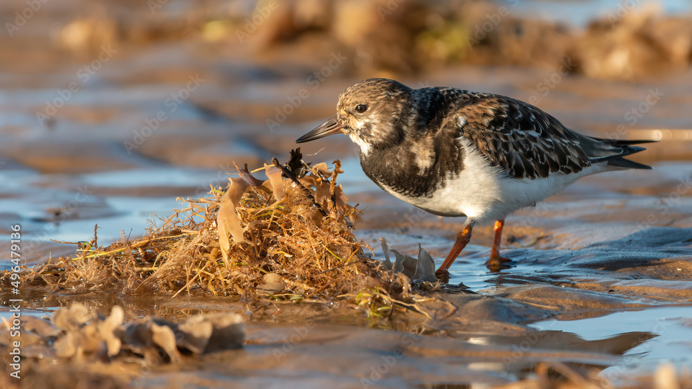 Ruddy turnstone (Arenaria interpres) feeding on the beach, North ...