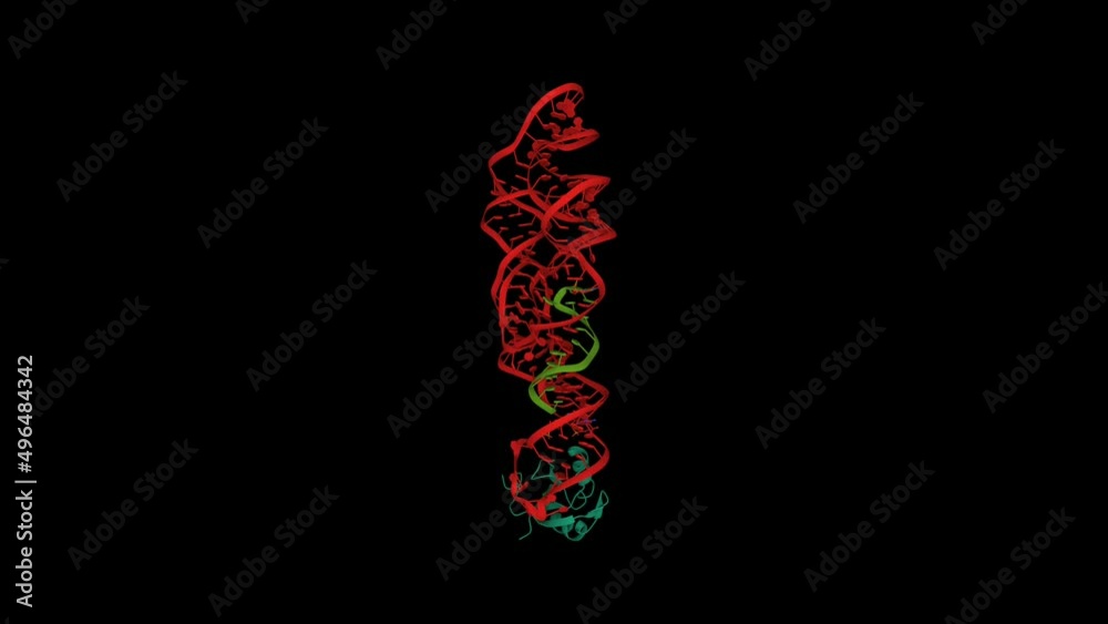 Structure of Bacillus anthracis glmS ribozyme (red) bound to MaN6P with ...