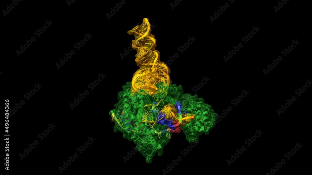 CasX(green)-gRNA(yellow)-DNA complex in states 1 and 2. Animated 3D ...